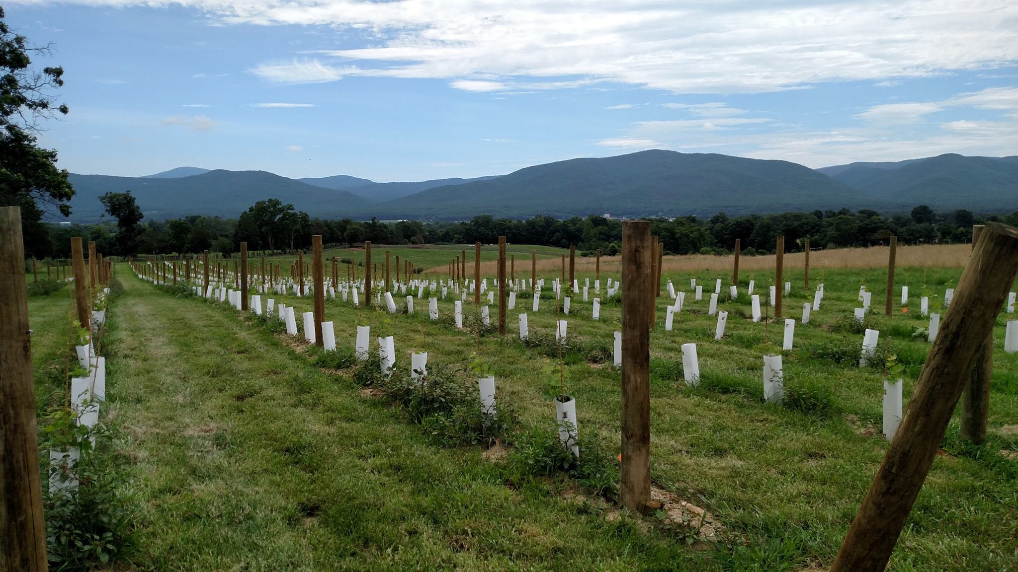 Brix and Columns Vineyards - Wine and Country Life