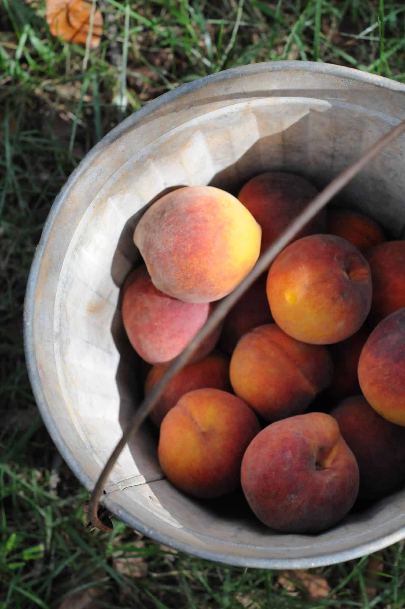 Peach Cocktail - Wine and Country Life