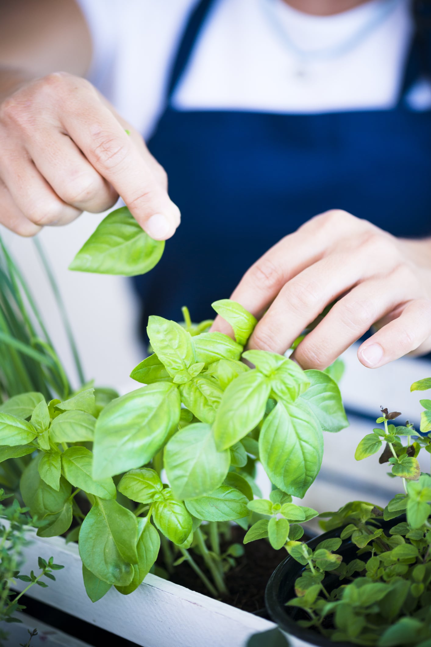 Italian Caprese Salad Recipe - Wine and Country Life