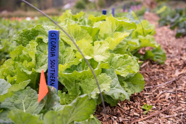 Preserving Collards with Ira Wallace - Wine and Country Life