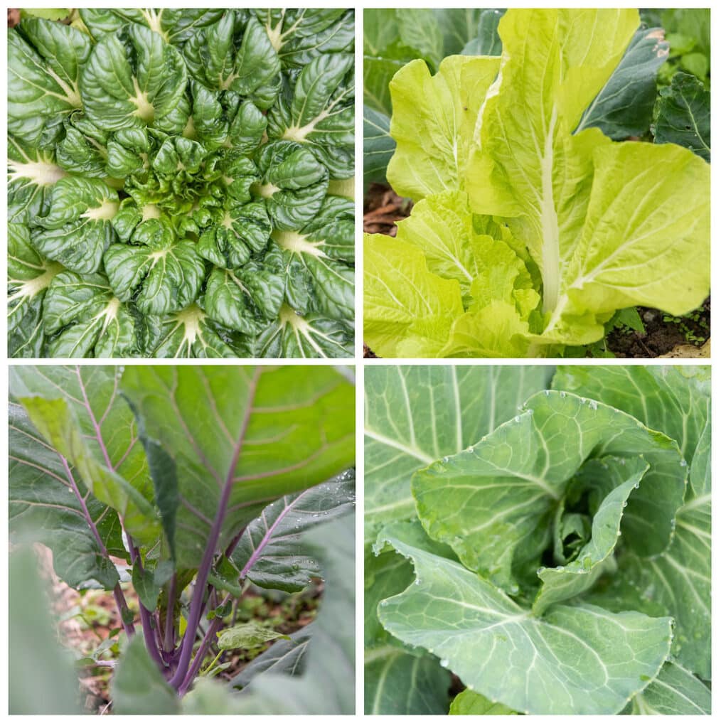 Preserving Collards with Ira Wallace - Wine and Country Life