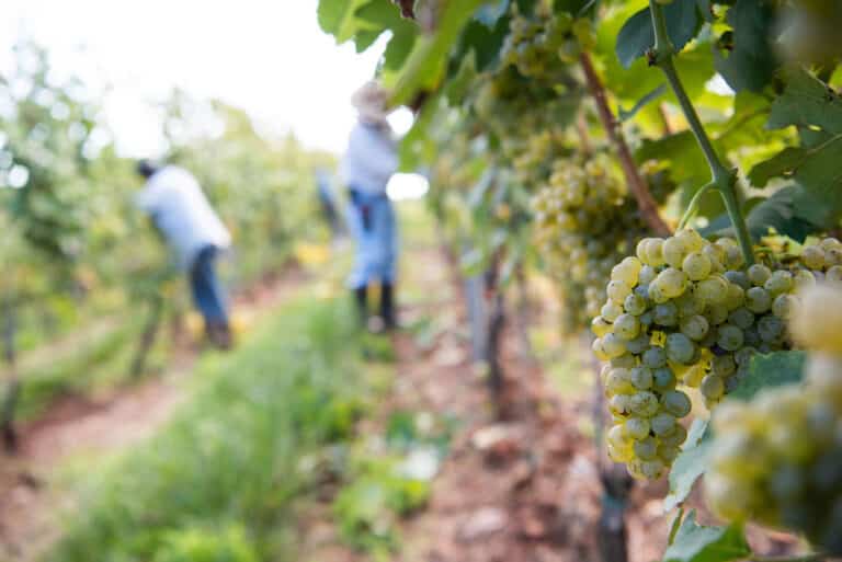 How Passito Wine is Made - Wine and Country Life