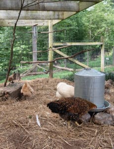 Raising Backyard Chickens - Wine and Country Life