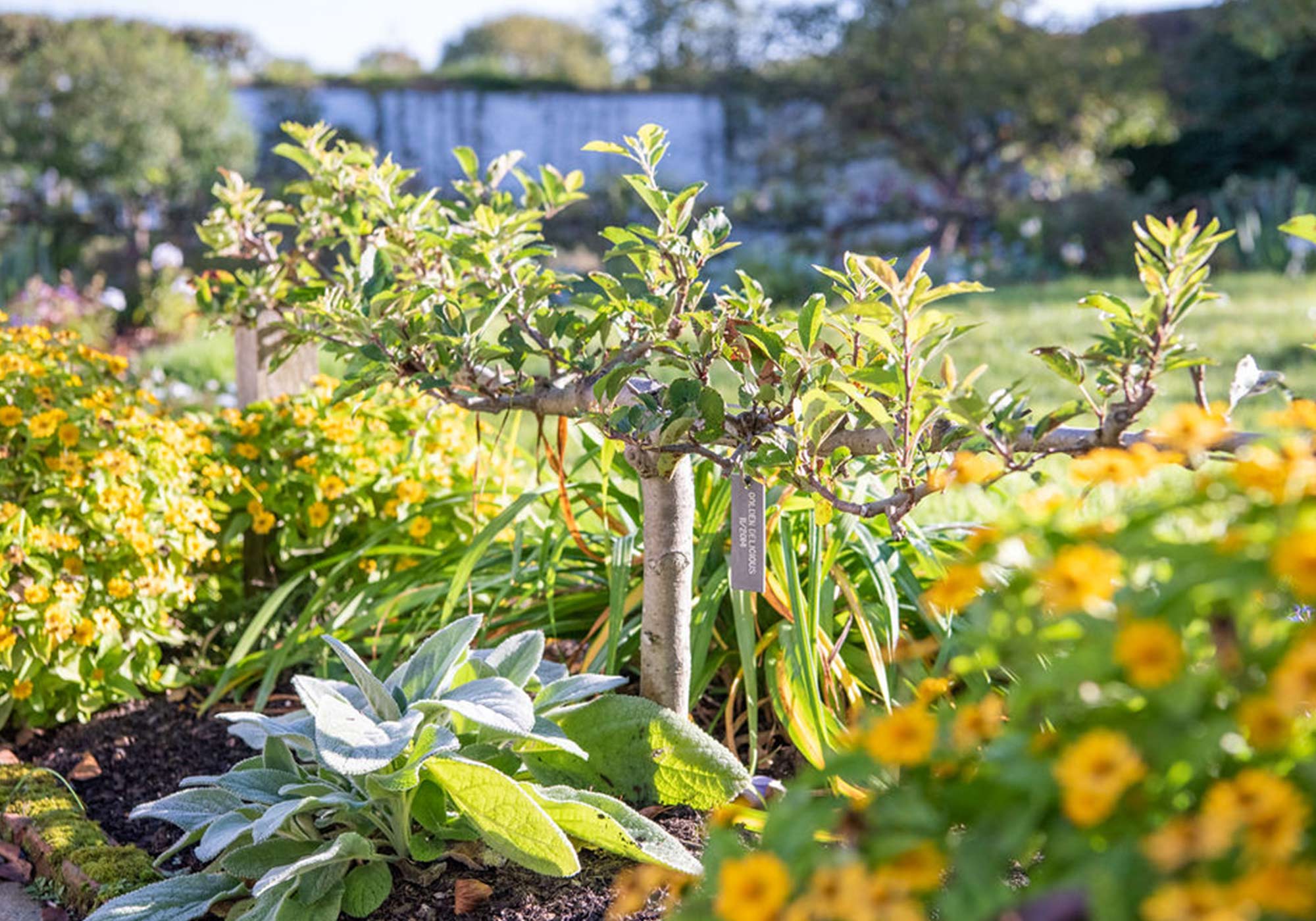 The Allée, Greenhouse & Topiaries at Oak Spring Farm - Wine and Country ...