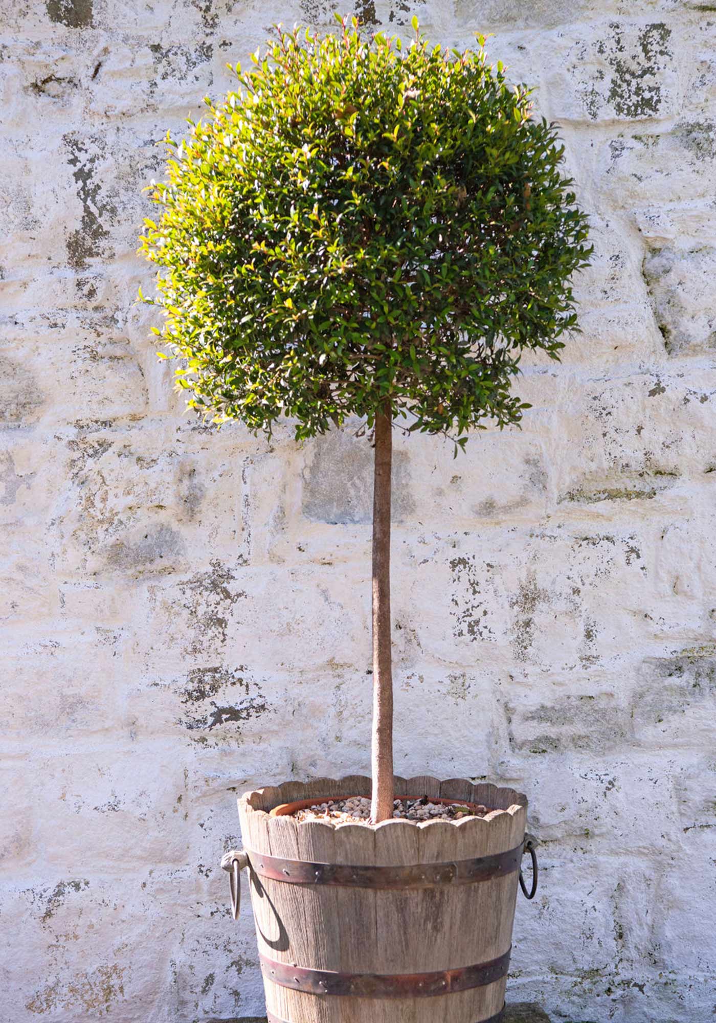 The Allée, Greenhouse & Topiaries at Oak Spring Farm - Wine and Country ...