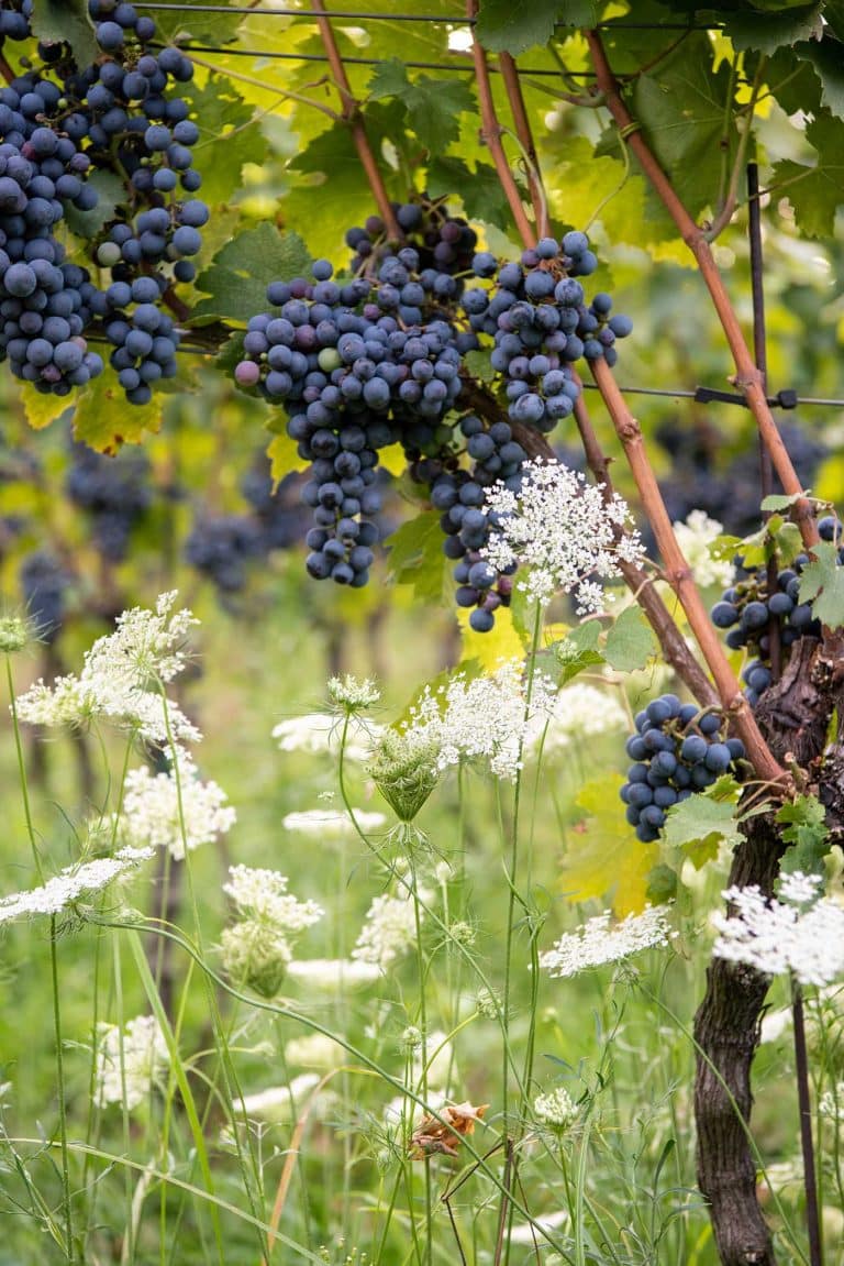 A Weekend Guide to Visiting Middleburg, VA - Wine and Country Life