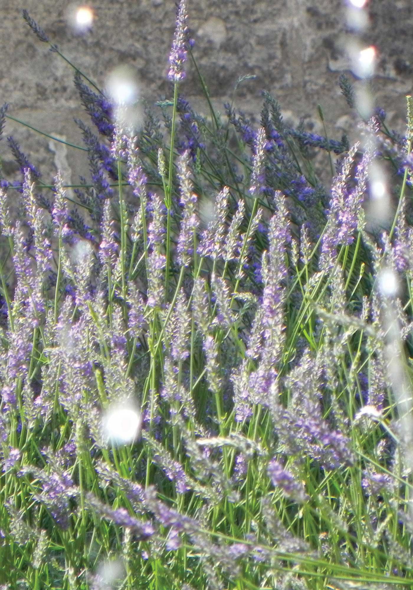 The Beauty of Lavender from Provence - Wine and Country Life