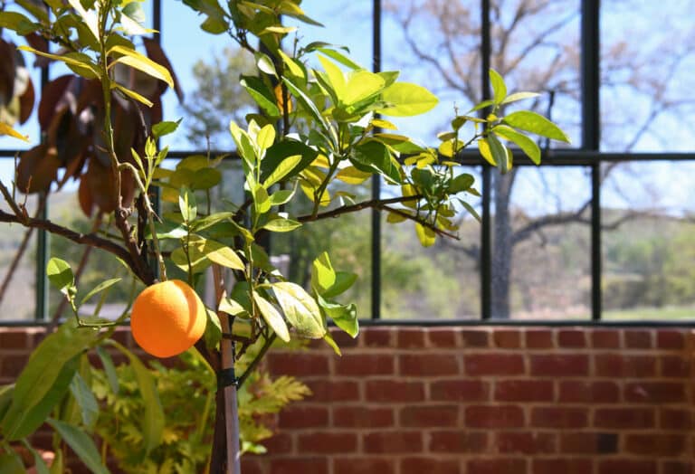 Historic Equestrian Vineyard Home at Mount Fair - Wine and Country Life