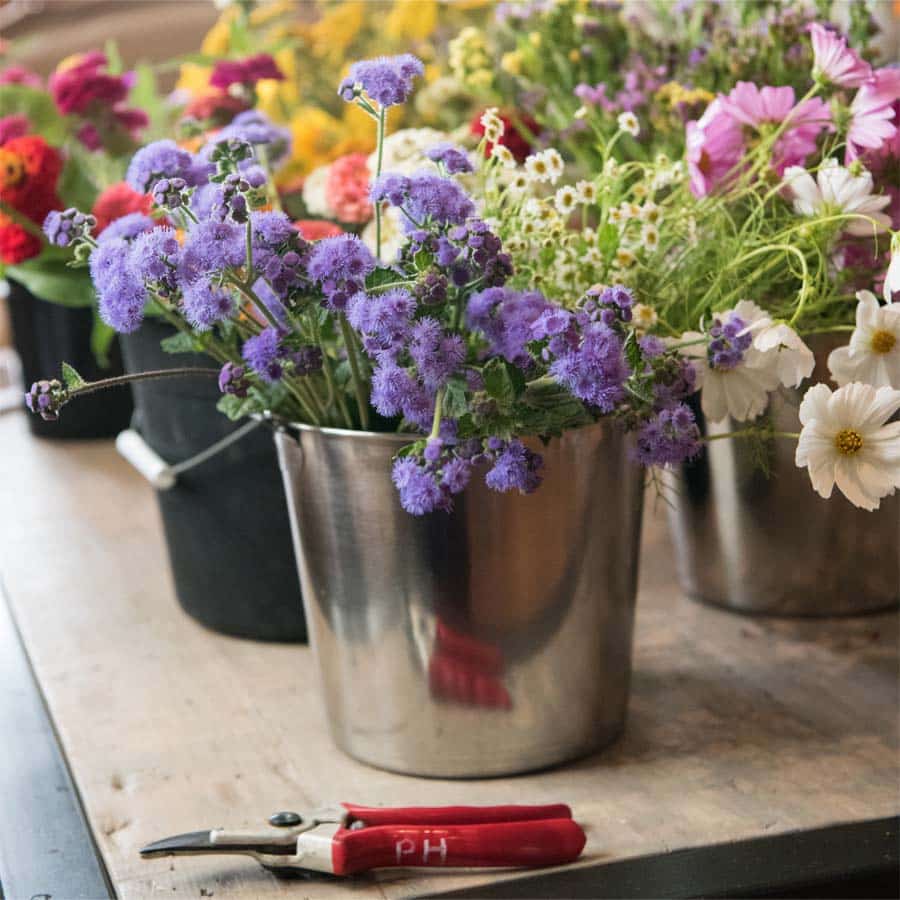 The Beauty of Lavender from Provence - Wine and Country Life