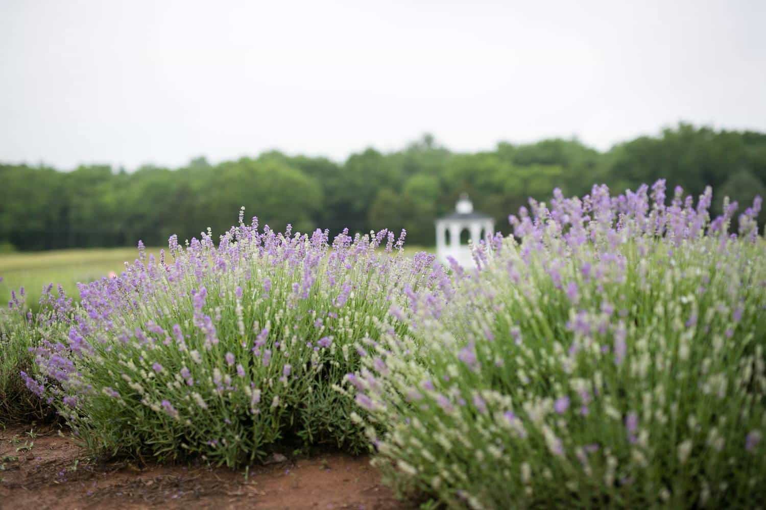The Beauty of Lavender from Provence - Wine and Country Life