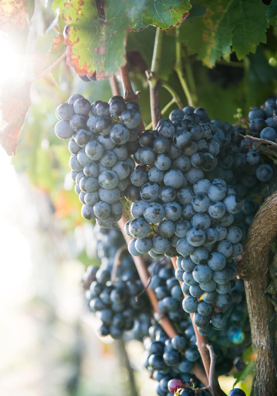 Discover Crosskeys Vineyards - Wine and Country Life