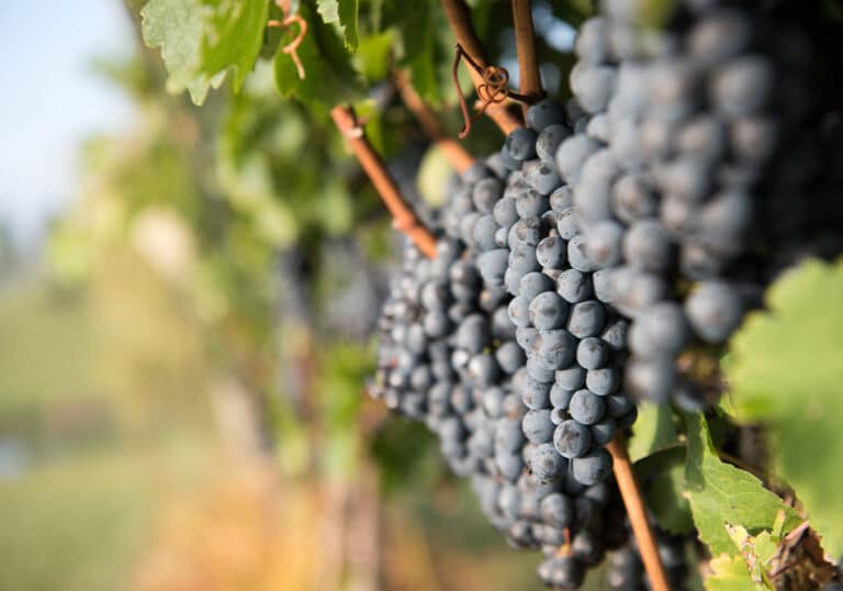 Discover Crosskeys Vineyards - Wine and Country Life