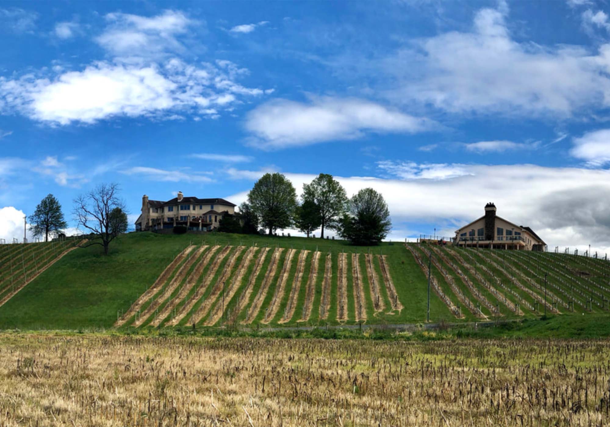 Bluestone Vineyard - Wine and Country Life