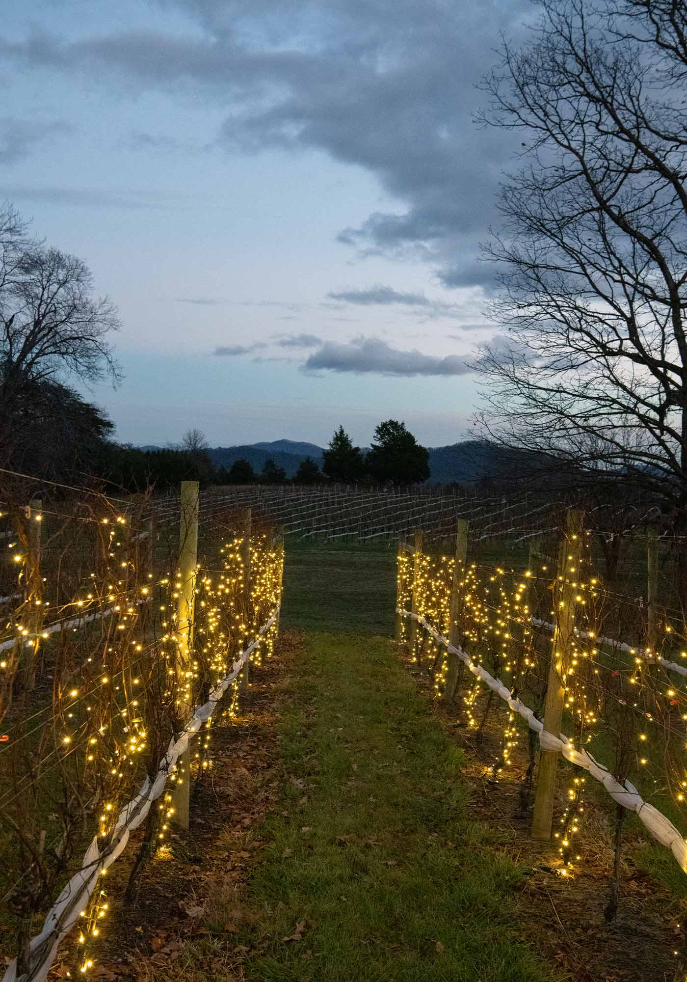 Veritas Illuminated, Winery Lights - Wine and Country Life