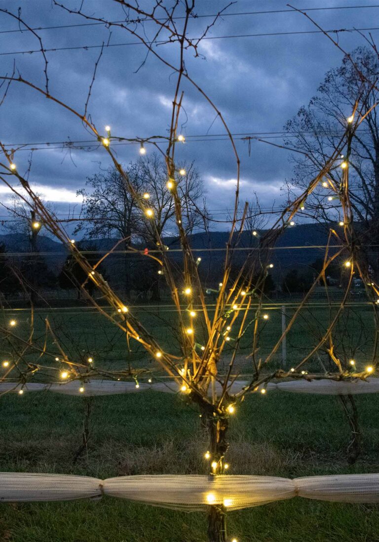 Veritas Illuminated, Winery Lights - Wine and Country Life