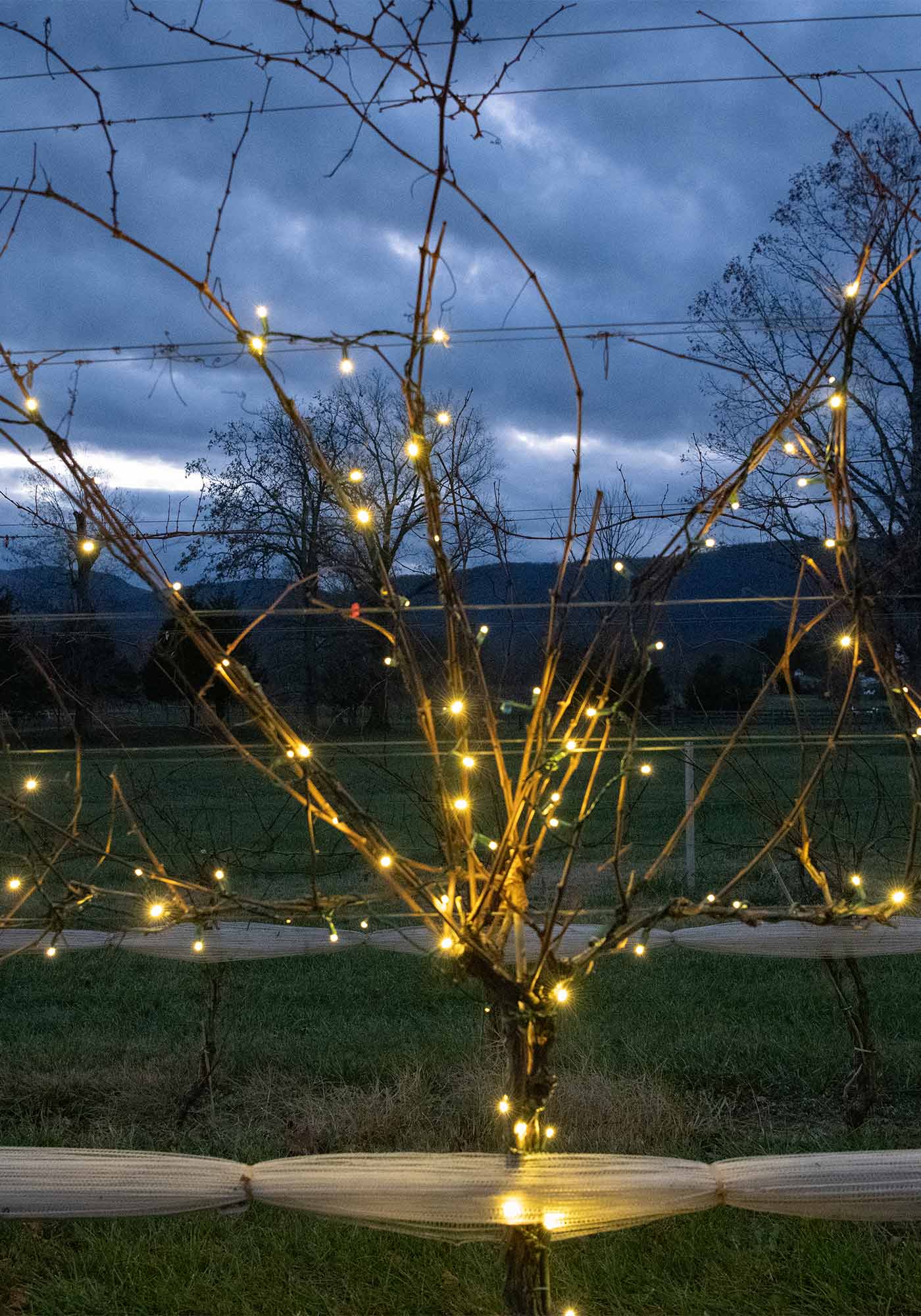 Veritas Illuminated, Winery Lights - Wine and Country Life