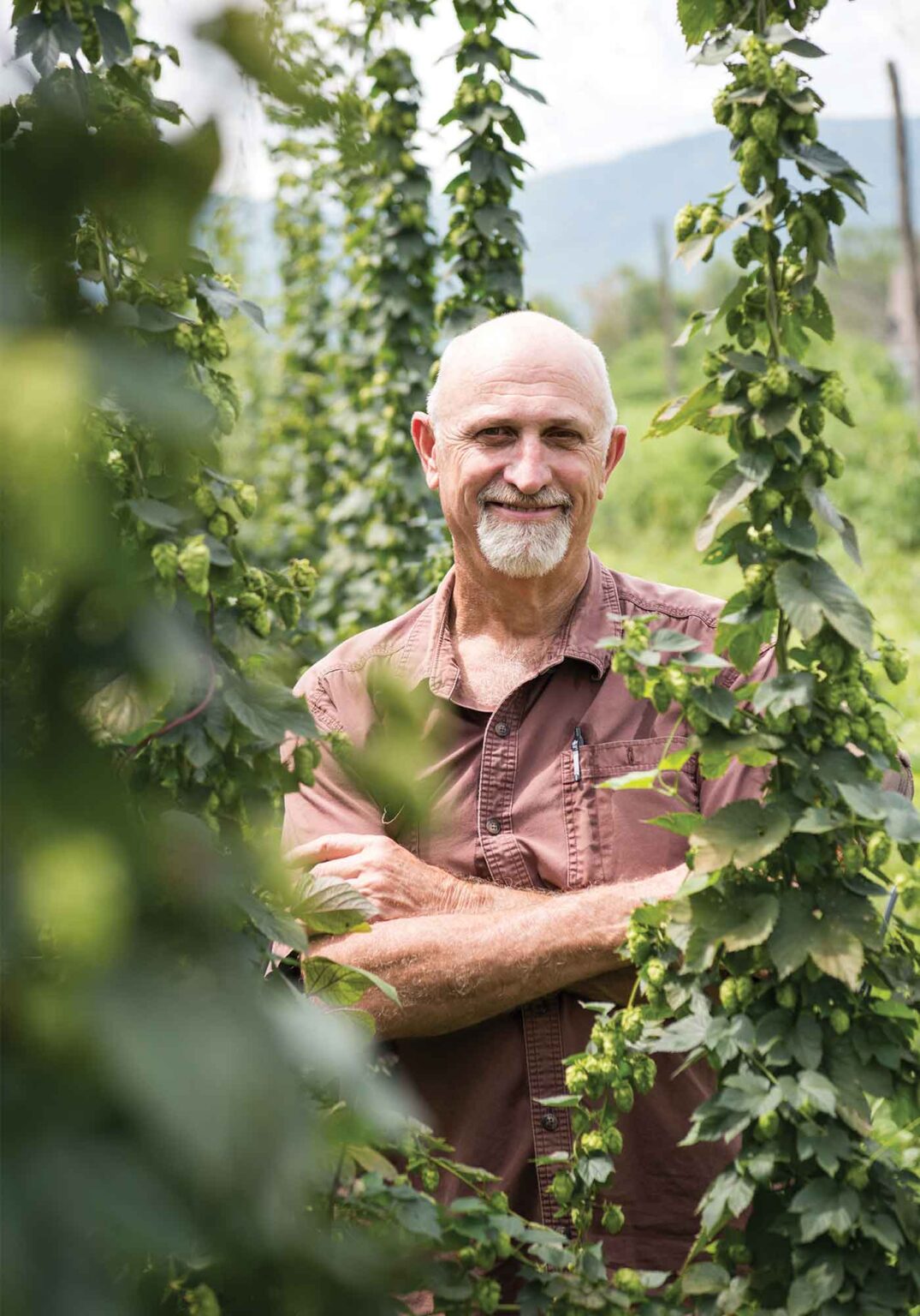 Growing Hops in Virginia - Wine and Country Life