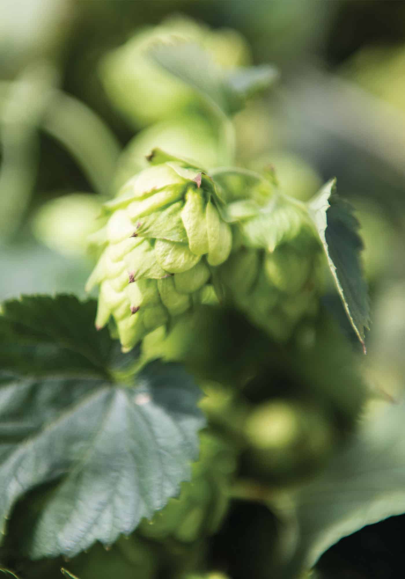 Growing Hops in Virginia - Wine and Country Life