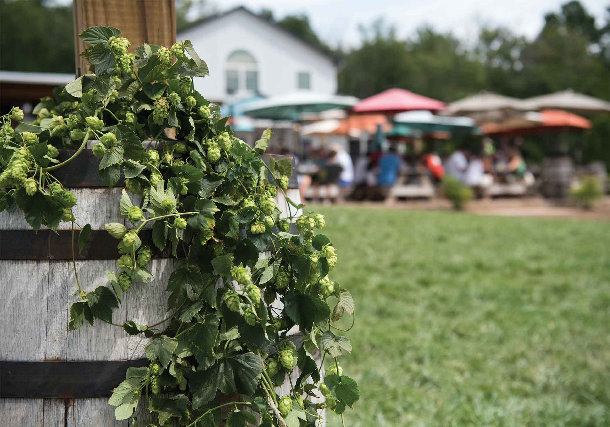 Growing Hops in Virginia - Wine and Country Life