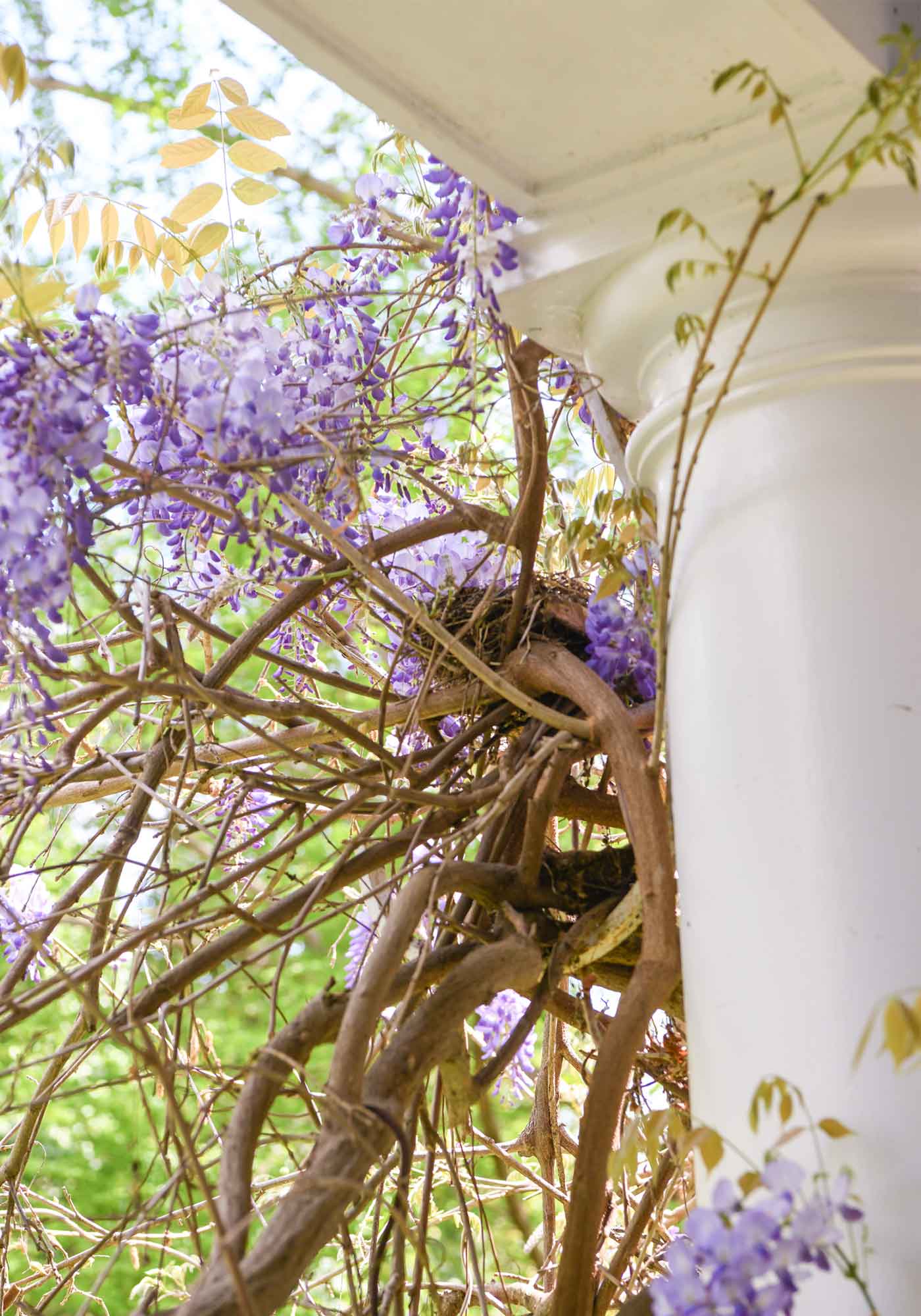 How to Grow Wisteria for a Romantic Garden - Wine and Country Life