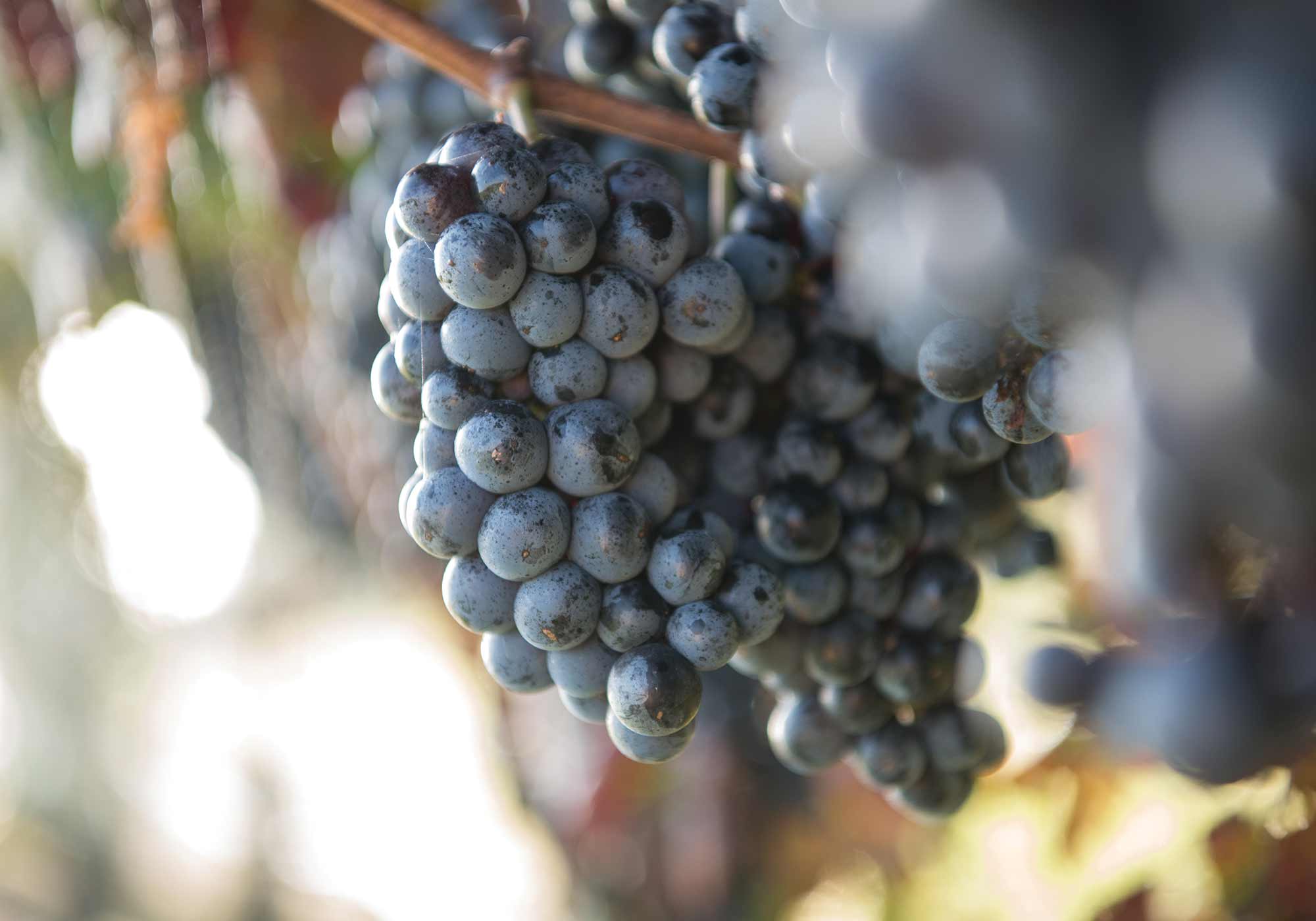 Dinner and Wine at CrossKeys Vineyards - Wine and Country Life