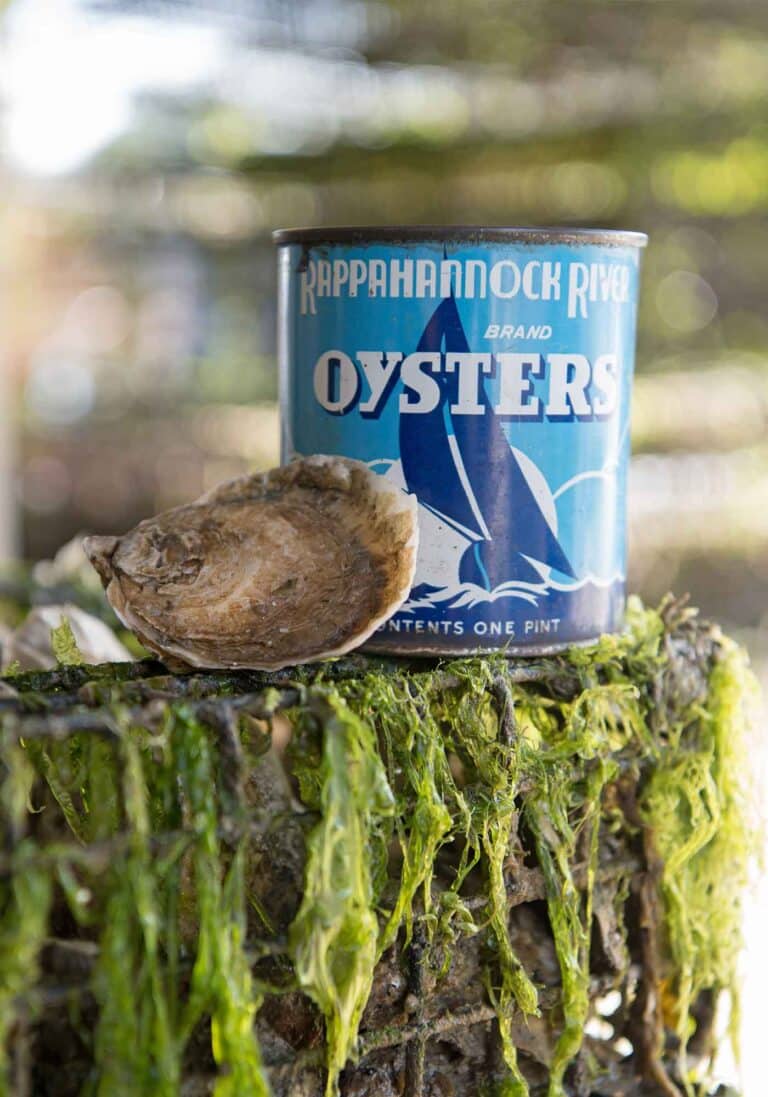 Virginia Oysters - Wine and Country Life