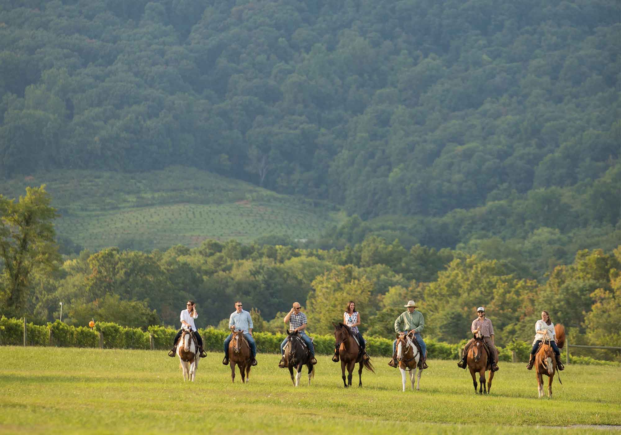 Vineyard Horse Tours - Wine and Country Life