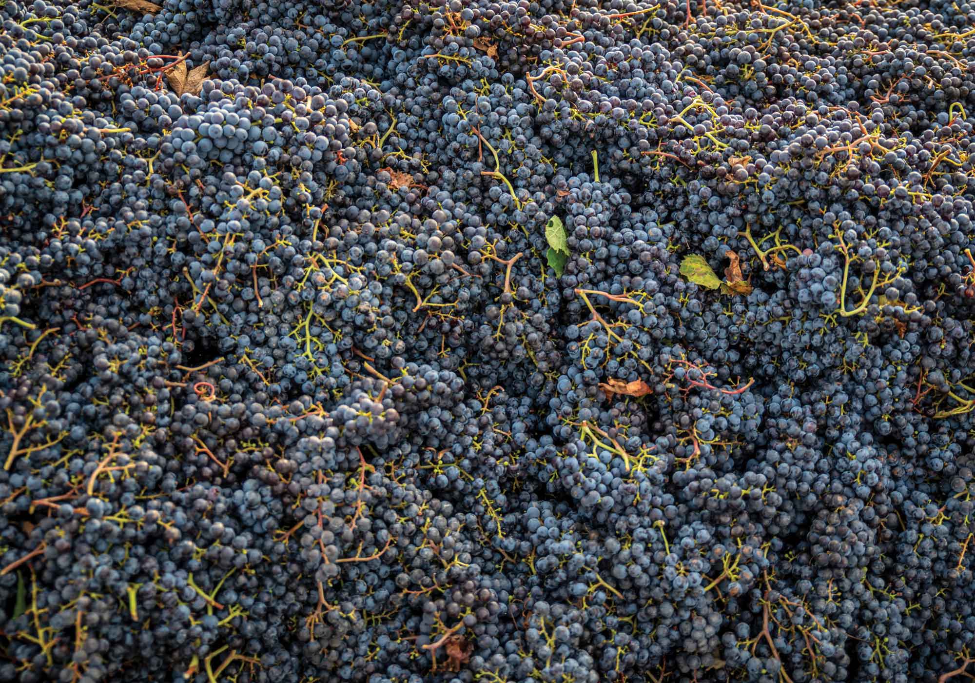 Get to Know Merlot - Wine and Country Life