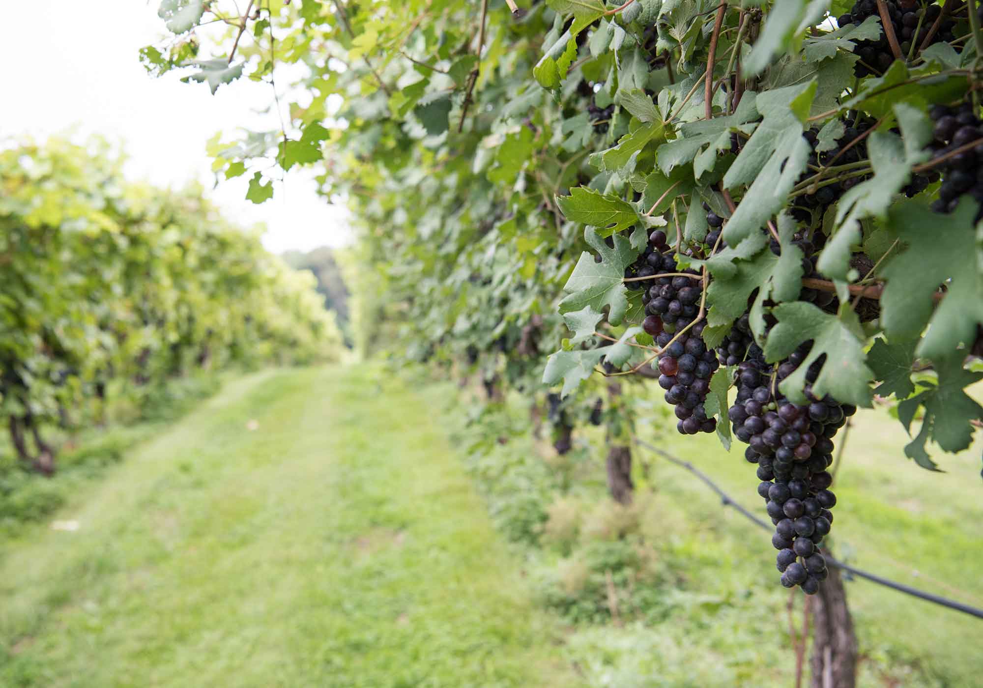 Meet Viticulturist Sharon Horton - Wine and Country Life