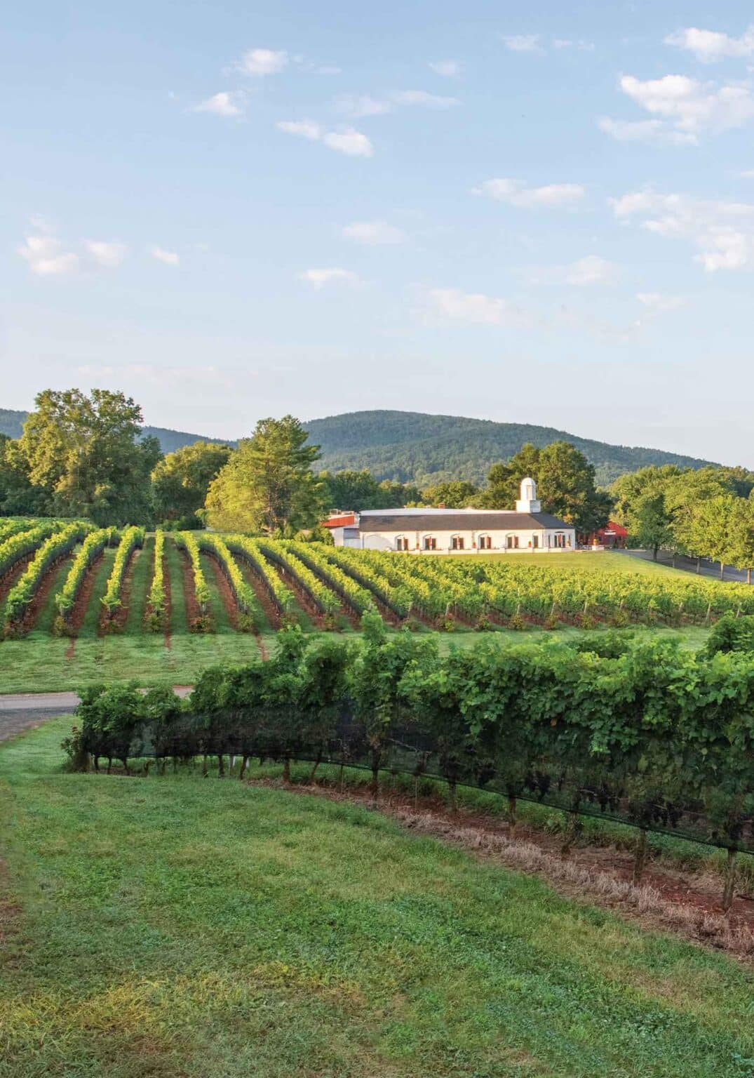 Top Wineries in the Charlottesville Region - Wine and Country Life