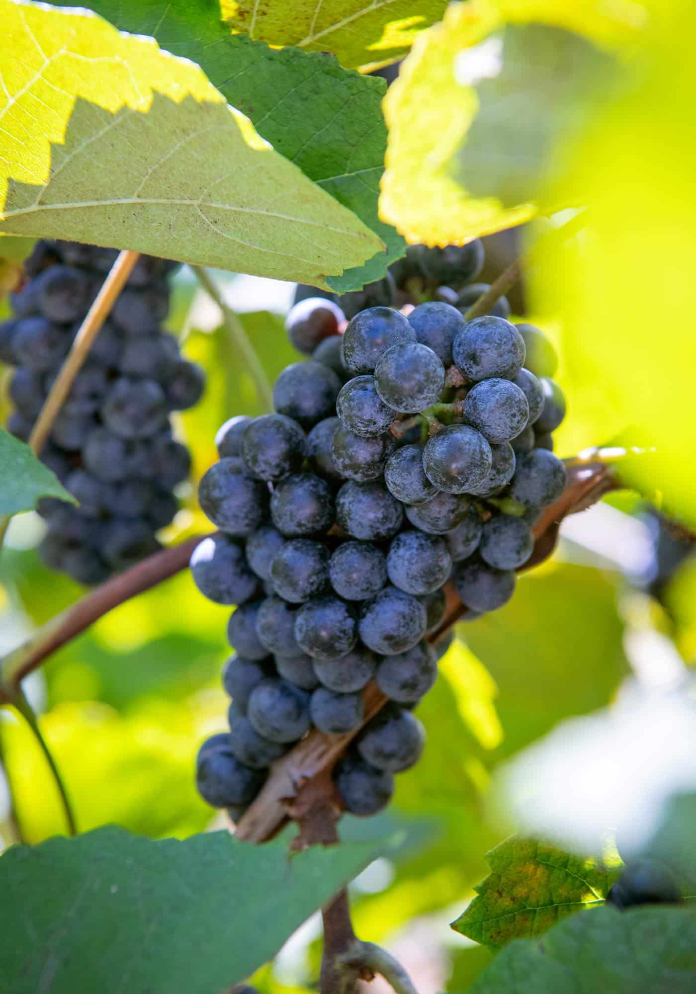 Horton Vineyards Hosts Rare Tasting for 30 Years of Norton Wine - Wine ...