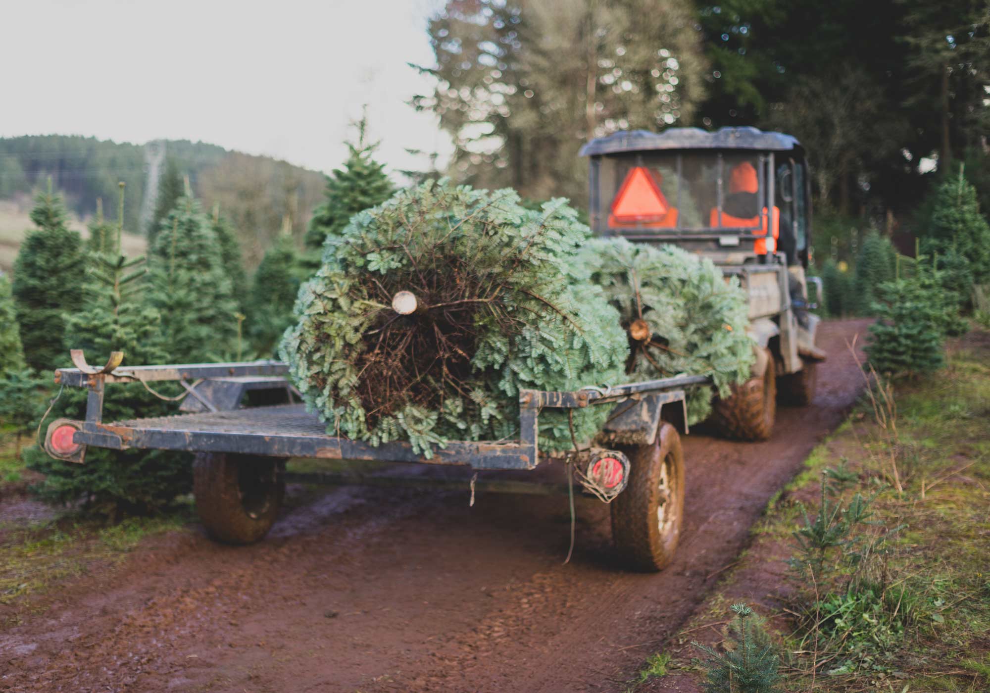 Christmas Tree Farms in Virginia Wine Country 2025 - Wine and Country Life