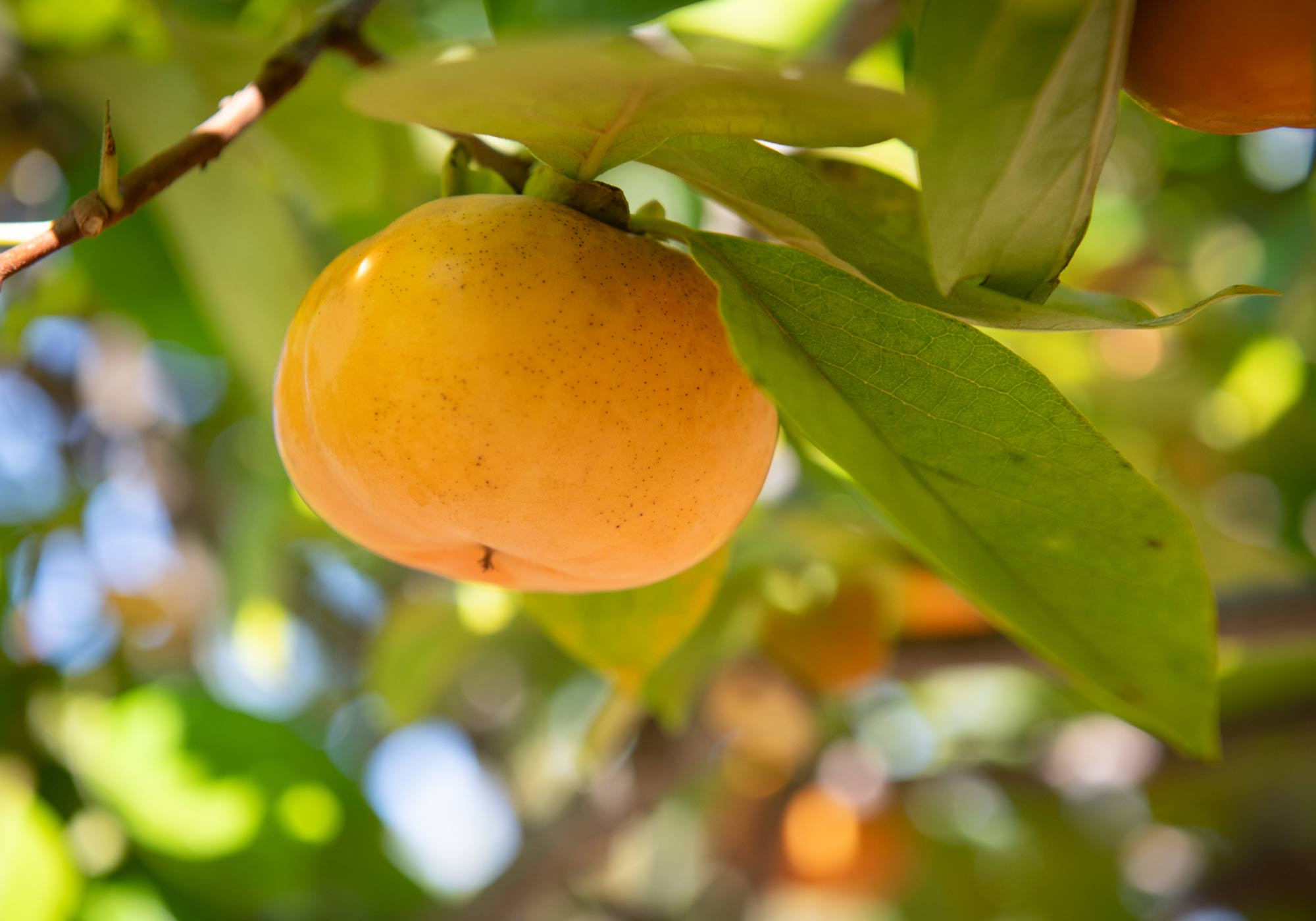 Discover the Fuyu Persimmon this Thanksgiving - Wine and Country Life