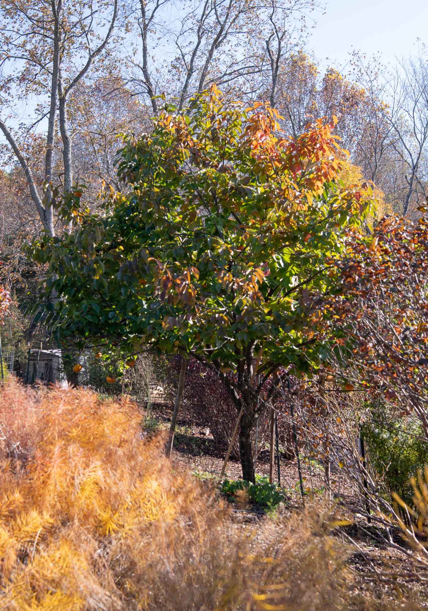 Discover the Fuyu Persimmon this Thanksgiving - Wine and Country Life