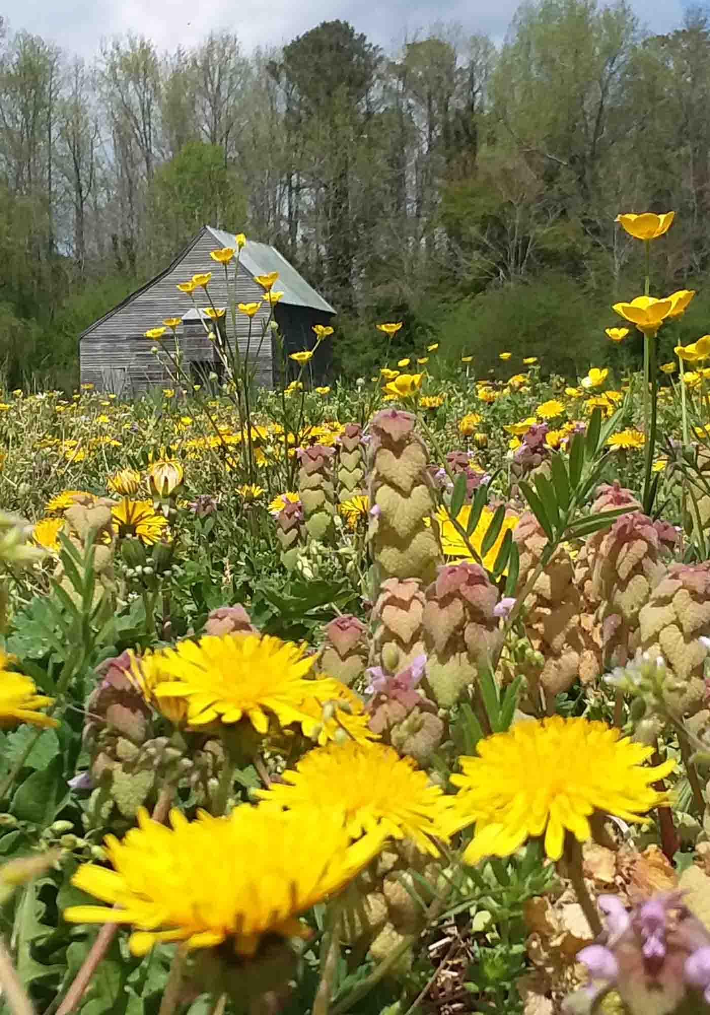 Virginia Historic Garden Week 2025 - Wine and Country Life